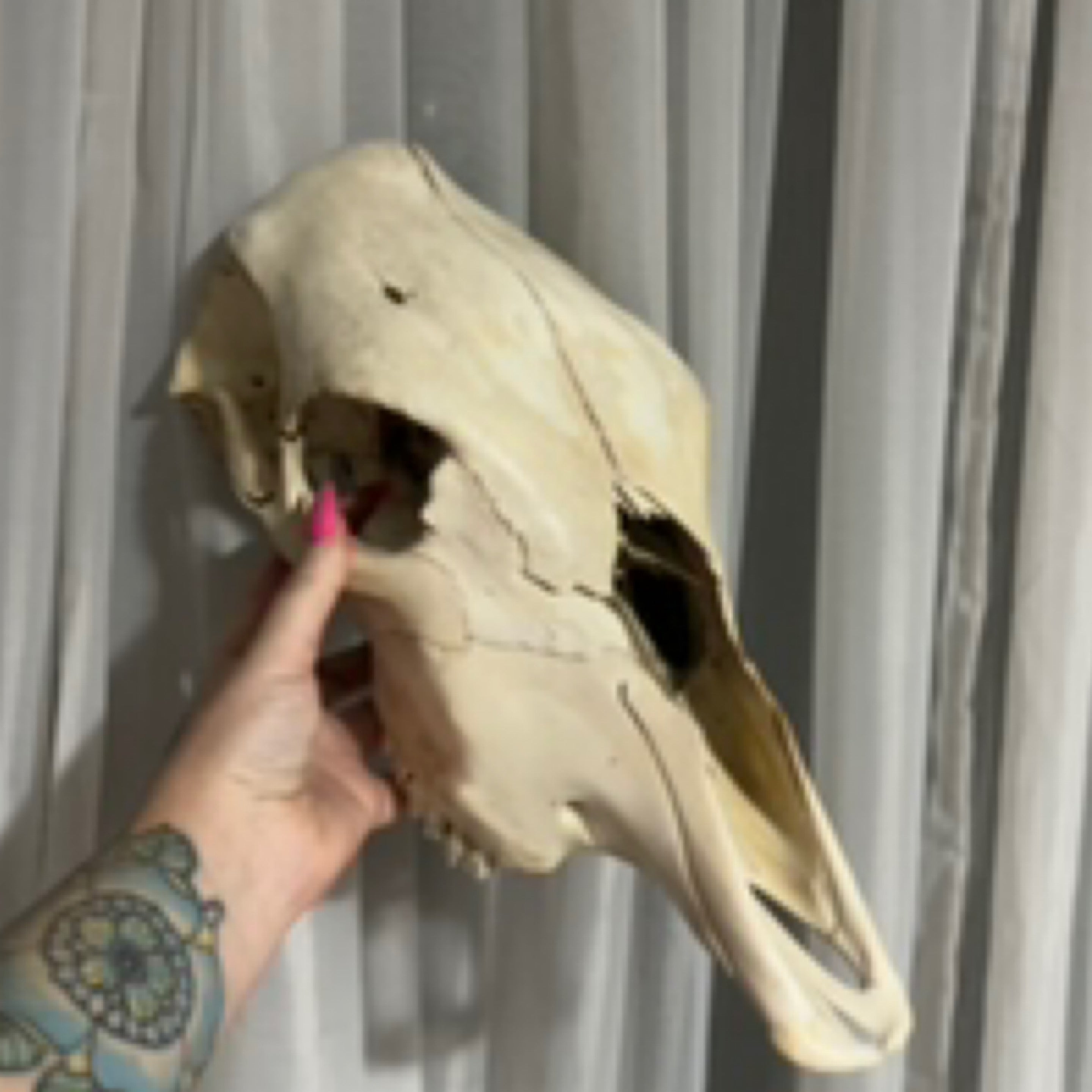 COW SCULL | Country Sass